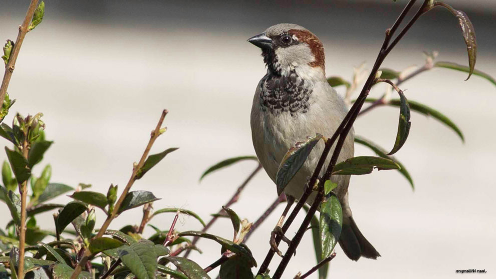 Découvrez les moineaux de Woluwe-Saint-Lambert - WIQ